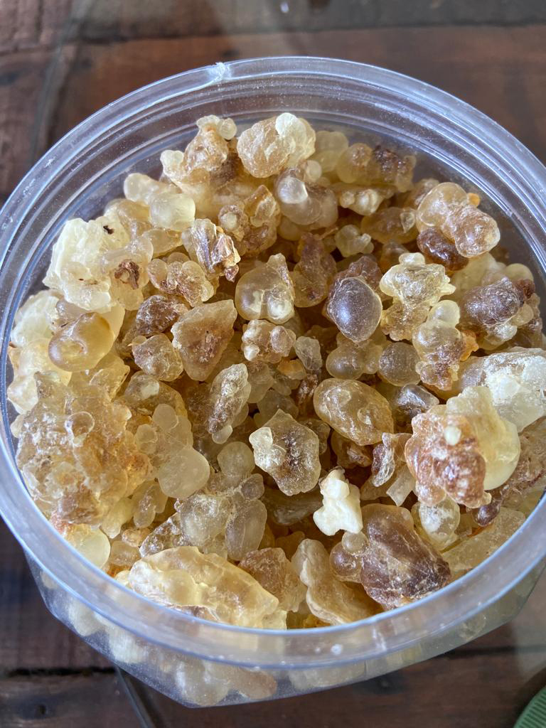 Árbol de copal será producido con apoyo de Sembrando Vida – La voz de ...